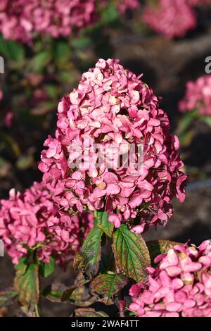 Hydrangea paniculata Firelight growing in UK garden September Stock ...