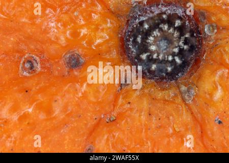 Aonidiella aurantii or red scale is an armored scale insect and a major ...