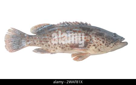 Fresh red spot grouper is isolated on white background with clipping ...