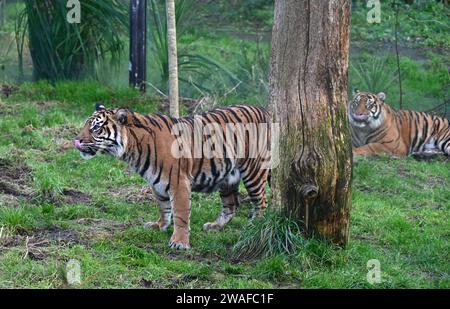 Sumatran tigers have the narrowest black stripes of any tiger ...