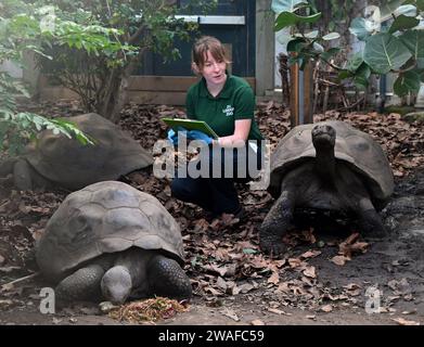 The largest living tortoise, these reptiles were once so ubiquitous ...