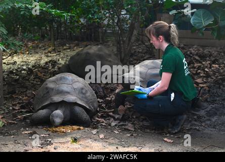 The largest living tortoise, these reptiles were once so ubiquitous ...