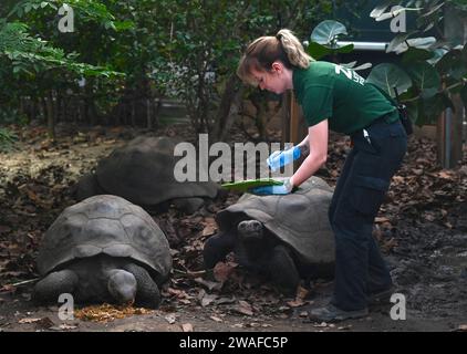 The largest living tortoise, these reptiles were once so ubiquitous ...