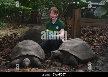 The largest living tortoise, these reptiles were once so ubiquitous ...