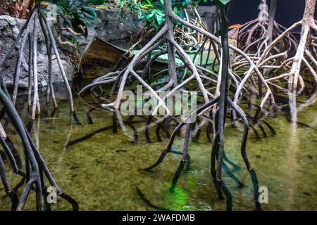 Mangrove forests, also called mangrove swamps or marshes are productive ...