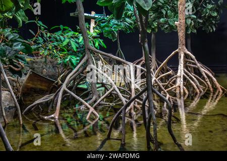 Mangrove forests, also called mangrove swamps or marshes are productive ...