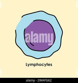 Lymphocytes color icon. White blood cells in the blood vessels. Vector ...