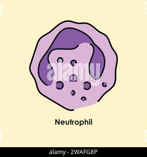 Neutrophil color icon. White blood cells in the blood vessels. Vector ...