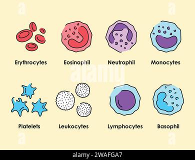 Monocytes color icon. White blood cells in the blood vessels. Vector ...