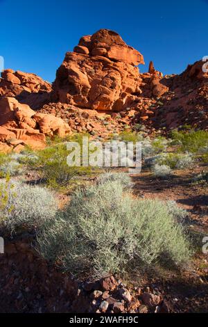 Creosote bush desert at Redstone to Black Mountains, Lake Mead National ...