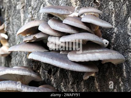 oyster mushroom, Austern-Seitling, Pleurote en huître, Pleurotus ...