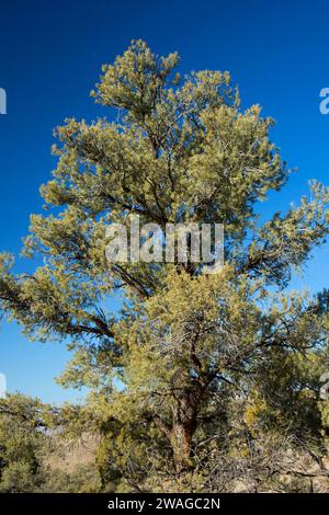 Pinyon pine, Hickison Petroglyphs Recreation Area, Mount Lewis District ...
