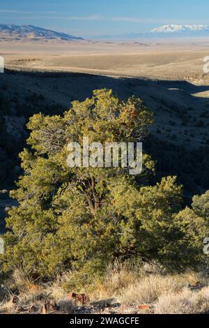 Trail view with Pinyon pine, Hickison Petroglyphs Recreation Area ...