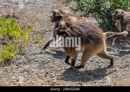 Gelada or Gelada baboon (Theropithecus gelada), fight between two males ...