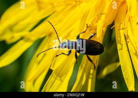The longhorn beetle Callidium violaceum on a yellow flower Stock Photo ...