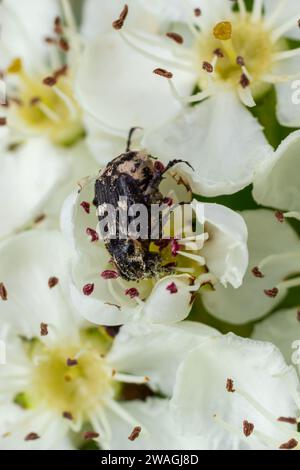 Fly and bright green rose chafer beetle on sunflower petals, macro shot ...