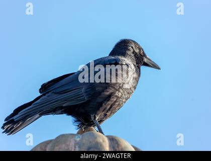 Corvus corone, the Carrion Crow, brings intelligence to European ...