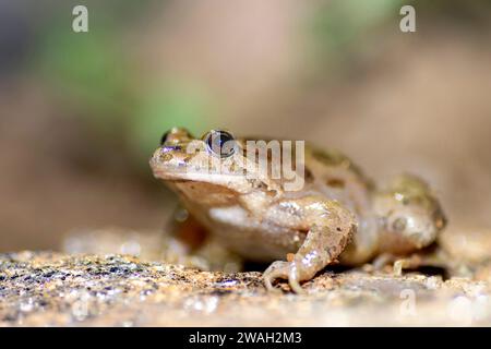 painted frog (Discoglossus pictus), sitting on the ground, side view ...