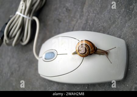 snail on computer mouse, symbolic image of a slow PC Stock Photo - Alamy