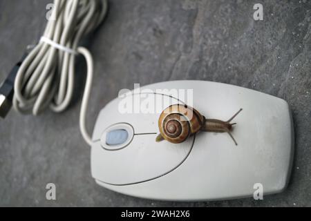 snail on computer mouse, symbolic image of a slow PC Stock Photo - Alamy