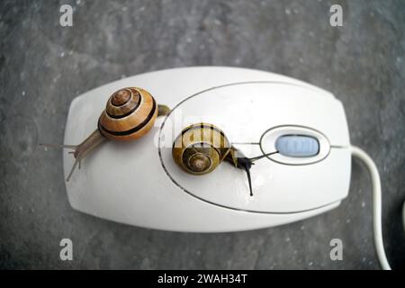 snails on computer mouse, symbolic image of a slow PC Stock Photo - Alamy