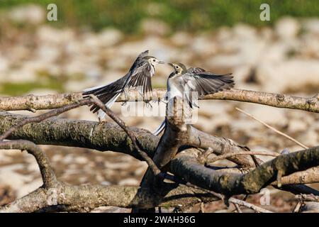 wagtail, white wagtail (Motacilla alba), two fighting adult birds ...