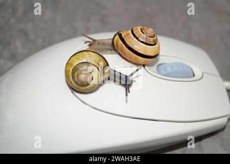 snails on computer mouse, symbolic image of a slow PC Stock Photo - Alamy