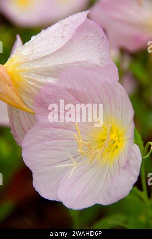 Pink evening primrose (Oenothera speciosa) with identification sign ...