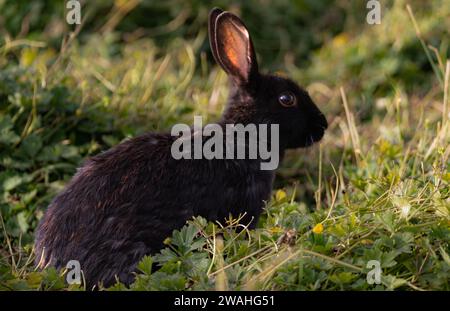 little black rabbits in the green grass Stock Photo - Alamy