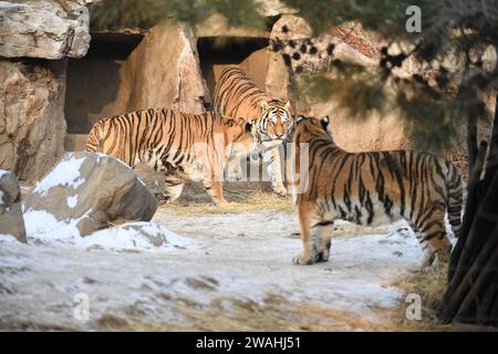 CHANGCHUN, CHINA - JANUARY 4, 2024 - Siberian tigers play in the snow ...