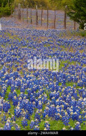 Texas, Hill Country, Kerr County, Kerrvile, Guadalupe River Stock Photo ...
