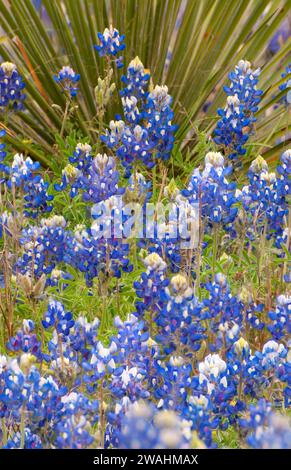 Texas, Hill Country, Kerr County, Kerrvile, Guadalupe River Stock Photo ...