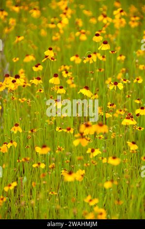 Yellow daisy, Inks Lake State Park, Texas Stock Photo - Alamy