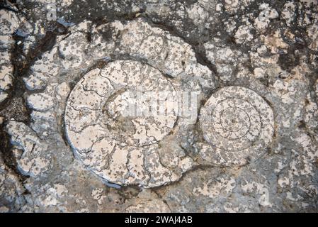 Ammonite Fossils in Floor Tiles Stock Photo - Alamy
