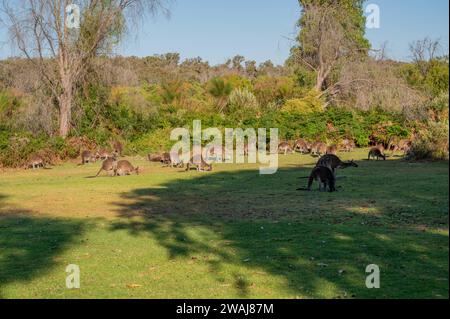 Yanchep-Nationalpark Yanchep, Australia, Yanchep Nationalpark, 04 ...