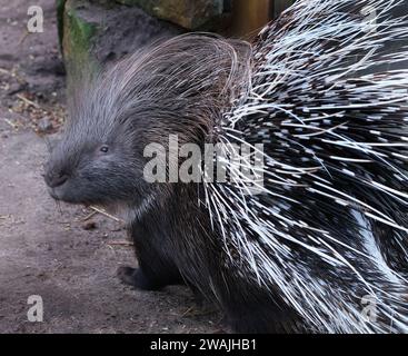Porcupines are large rodents with coats of sharp spines, or quills ...