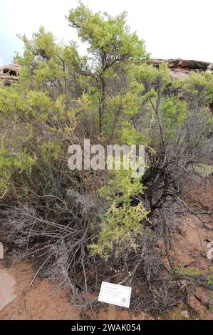 Canyonlands National Park taken in 2015 Stock Photo - Alamy