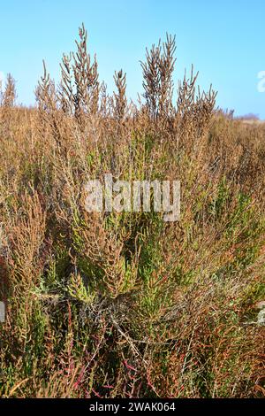 Sosa alacranera (Sarcocornia fruticosa, Arthrocnemum fruticosum or ...