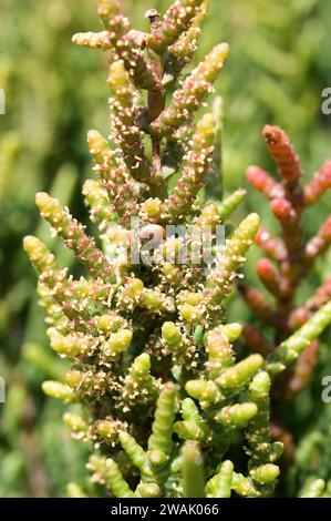 Sosa alacranera (Sarcocornia fruticosa, Arthrocnemum fruticosum or ...
