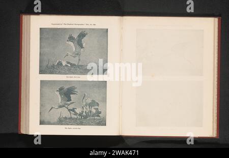 Two stages of the flight of a stork, Anonymous, c. 1885 - in or before ...