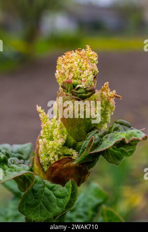 Rhubarb plant bloom closeup, Rheum australe, Indian rhubarb flower bud ...