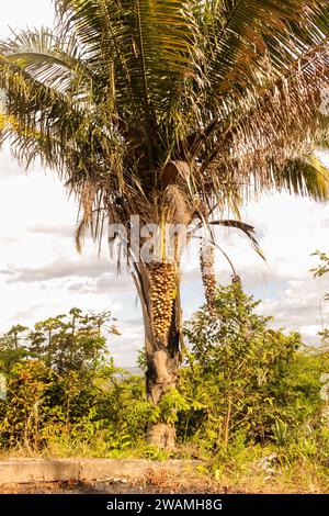 Attalea speciosa (babassu, babassu palm, babaçu, cusi) is a palm native ...
