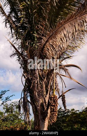 Attalea speciosa palm, known as babaçu, palm trees, with drupaceous ...
