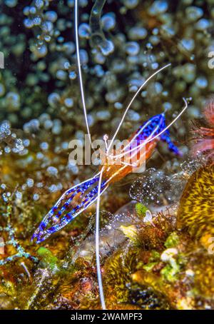 Ancylomenes pedersoni, sometimes known as Pederson's shrimp, is a ...