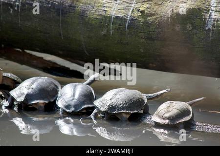 The Eastern Long Neck Turtle also referred to as a snake-necked turtle ...