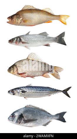 whole fresh crucian fish with scales on a crumpled brown piece of paper ...