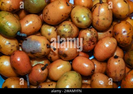 A Hog plum tree, Spondias mombin, also known as a Yellow Mombin ...