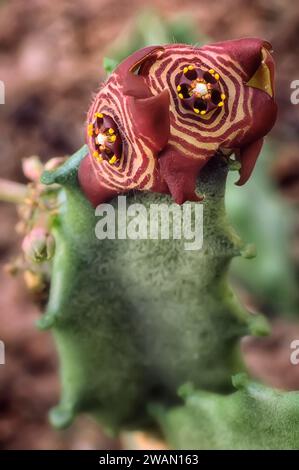 Caralluma europaea, Apocynaceae. Ornamental succulent plant. rare herb ...
