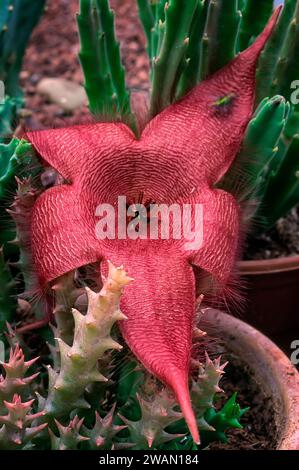 Carrion plant (Stapelia grandiflora), Apocynaceae. Ornamental succulent ...