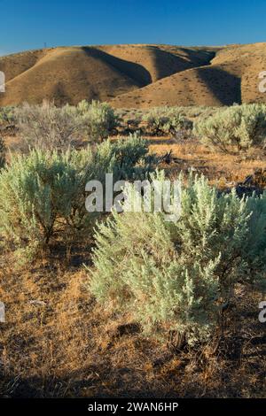 High desert sage, Main Oregon Trail National Backcountry Byway, Oregon ...
